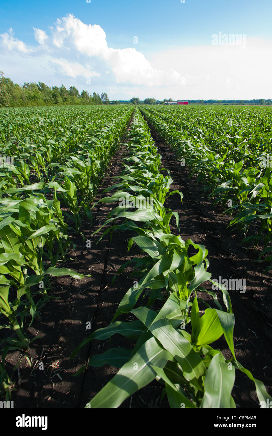 Rows of Corn Under a Blue Sky with White Puffy Clouds Stock Photo - Alamy