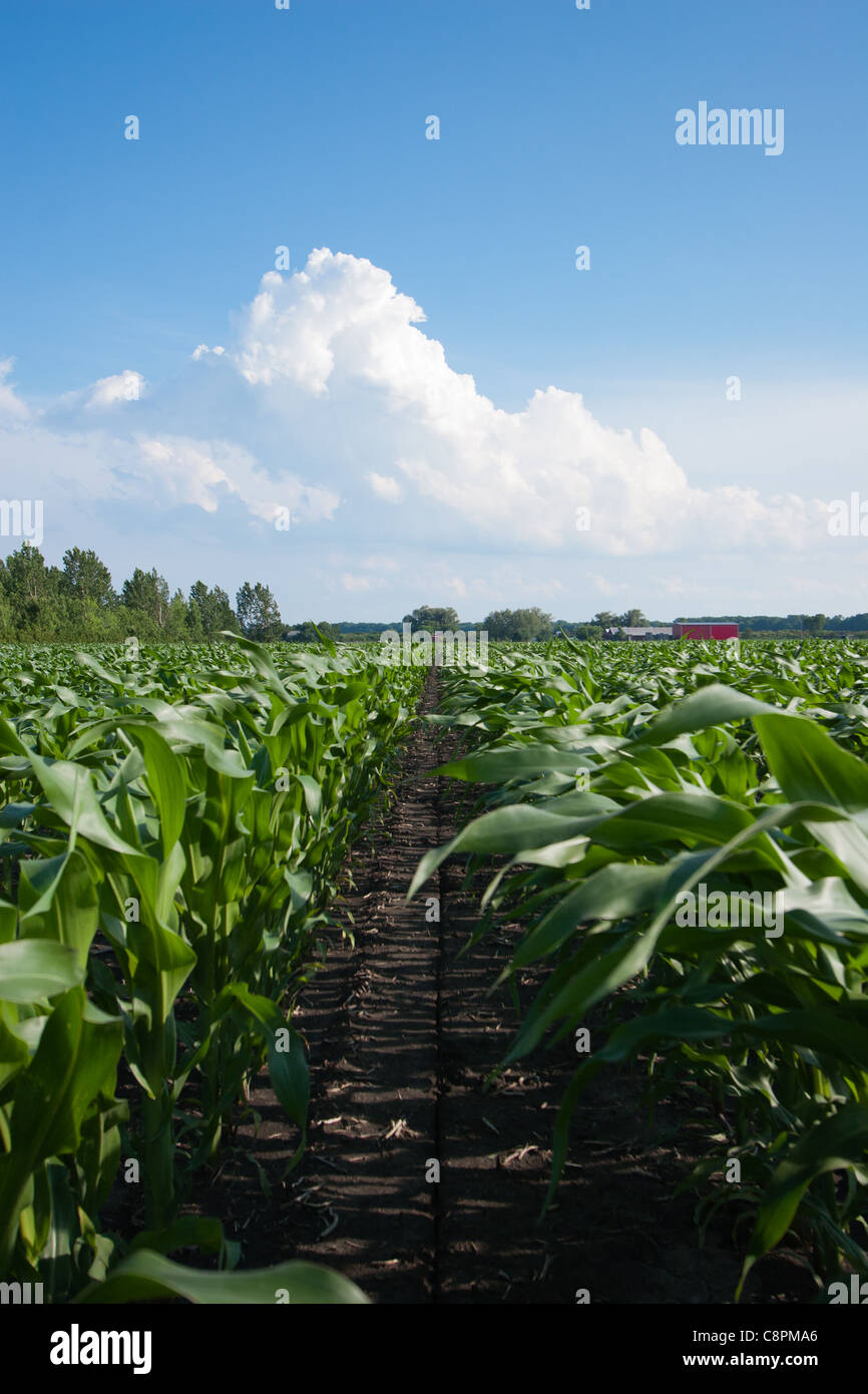 Rows of Corn Under a Blue Sky with White Puffy Clouds Stock Photo - Alamy