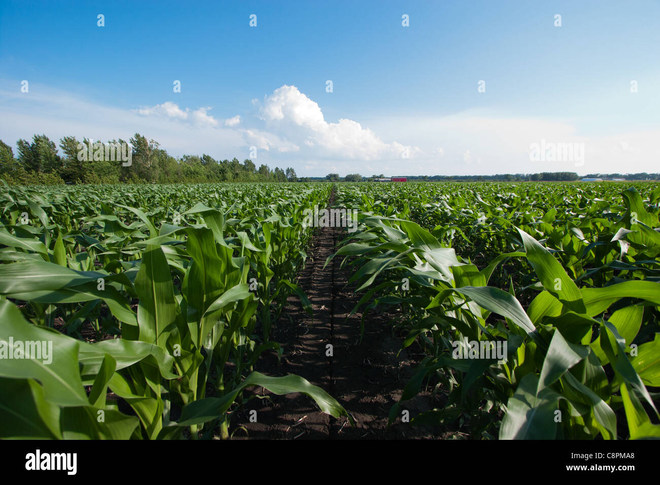 Rows of Corn Under a Blue Sky with White Puffy Clouds Stock Photo - Alamy