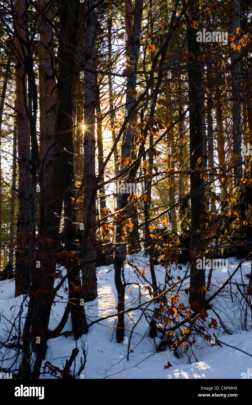 Sun shining through trees in forest Stock Photo - Alamy