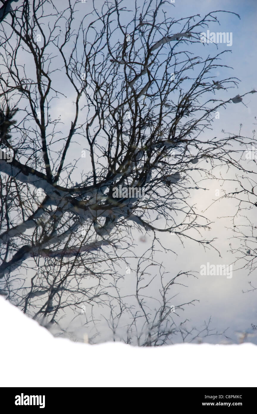 Tree reflection on cold hi-res stock photography and images - Alamy