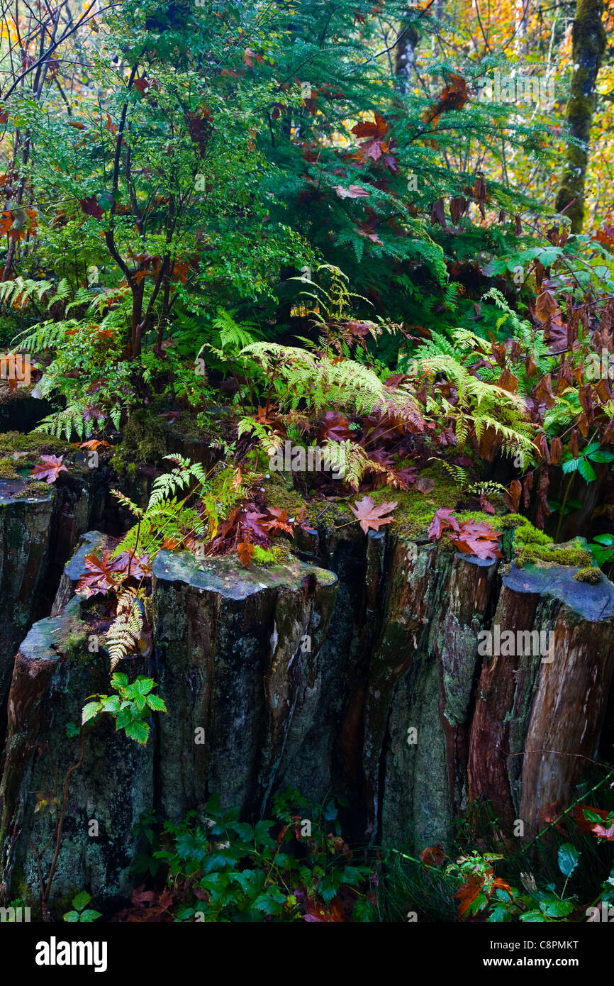 Logged forest hi-res stock photography and images - Alamy