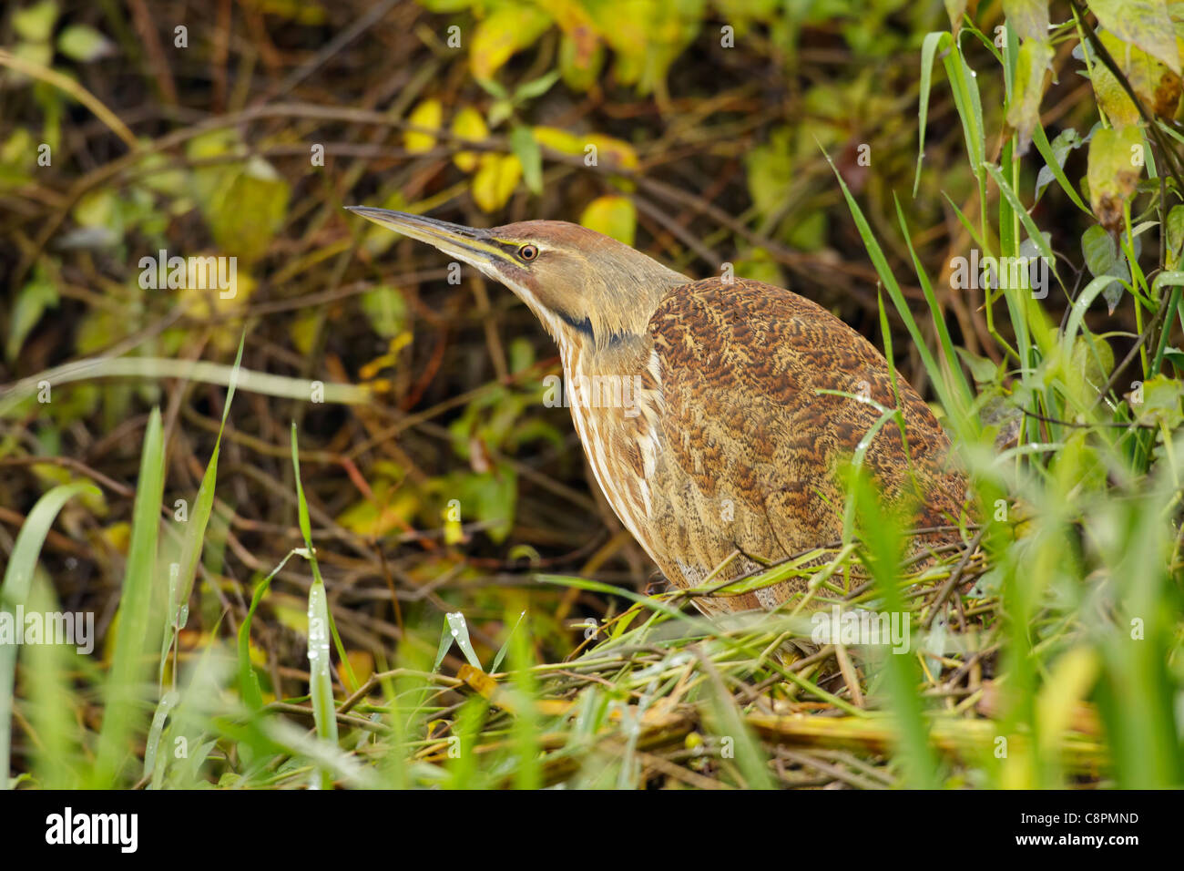 American avifauna hi-res stock photography and images - Alamy