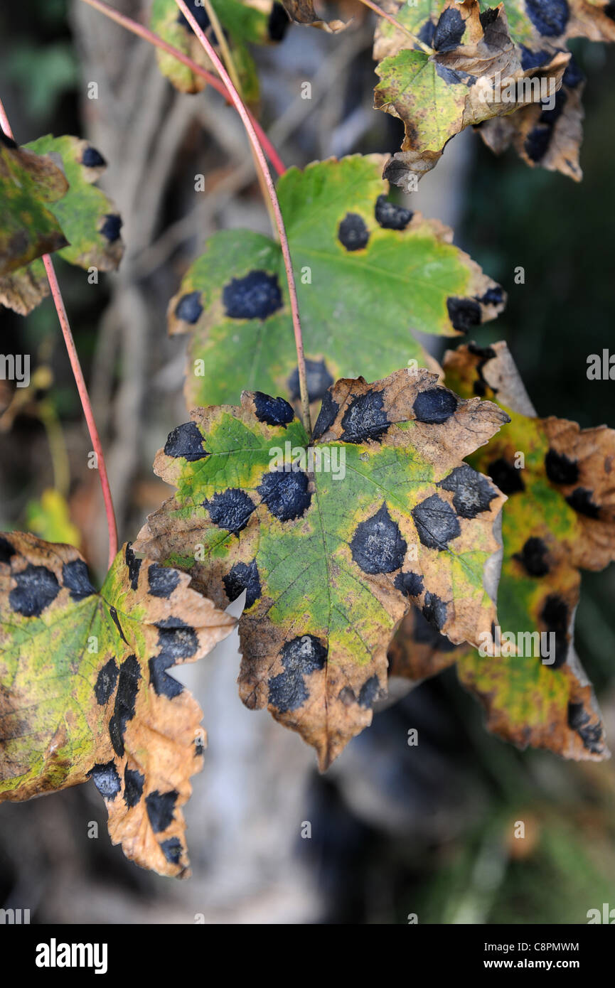 Tar spot rhytisma acerinum hi-res stock photography and images - Alamy