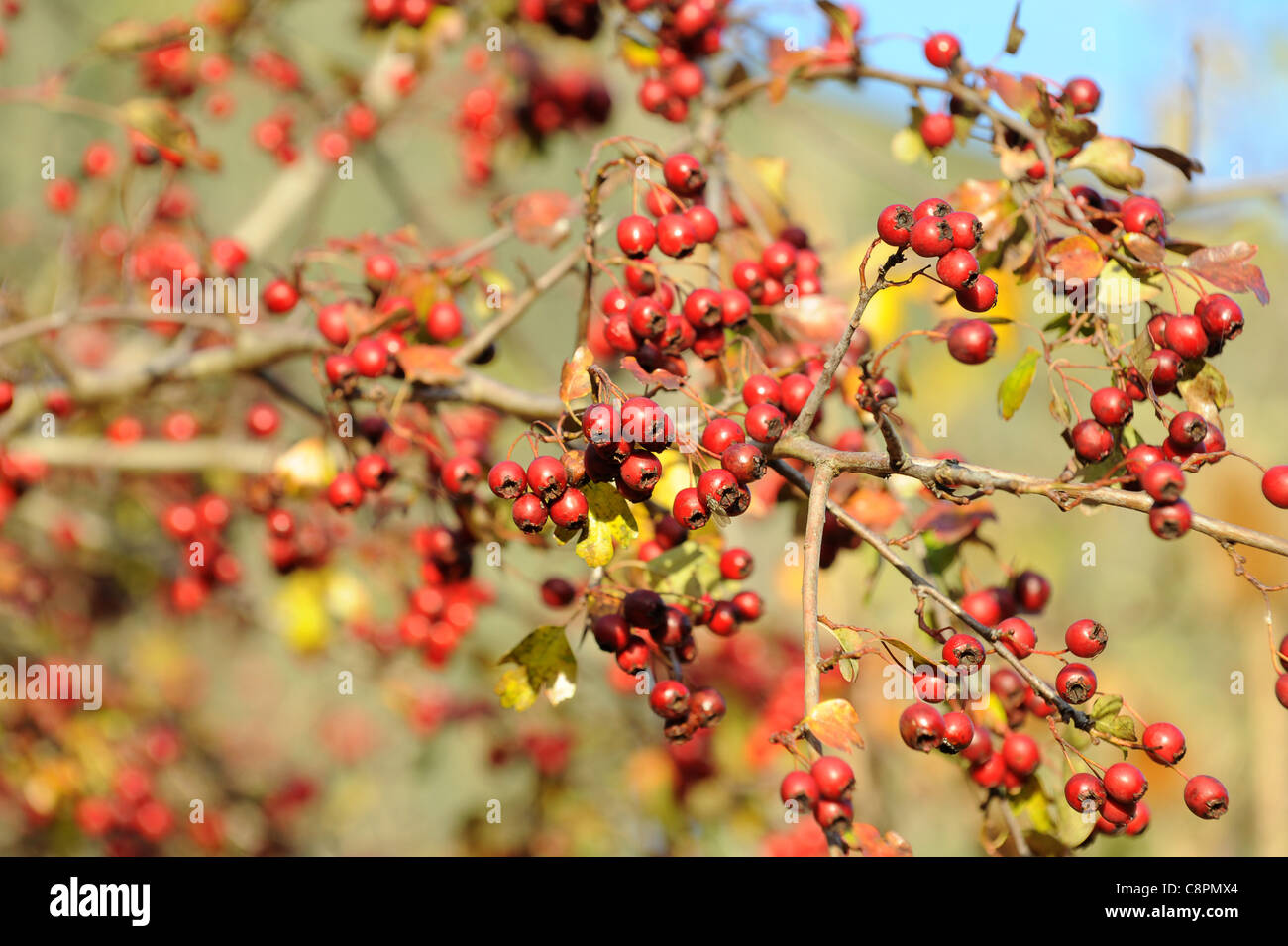 Autumn uk hi-res stock photography and images - Alamy