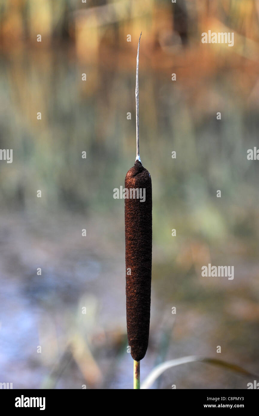 Typha latifolia bulrush common bulrush hi-res stock photography and ...