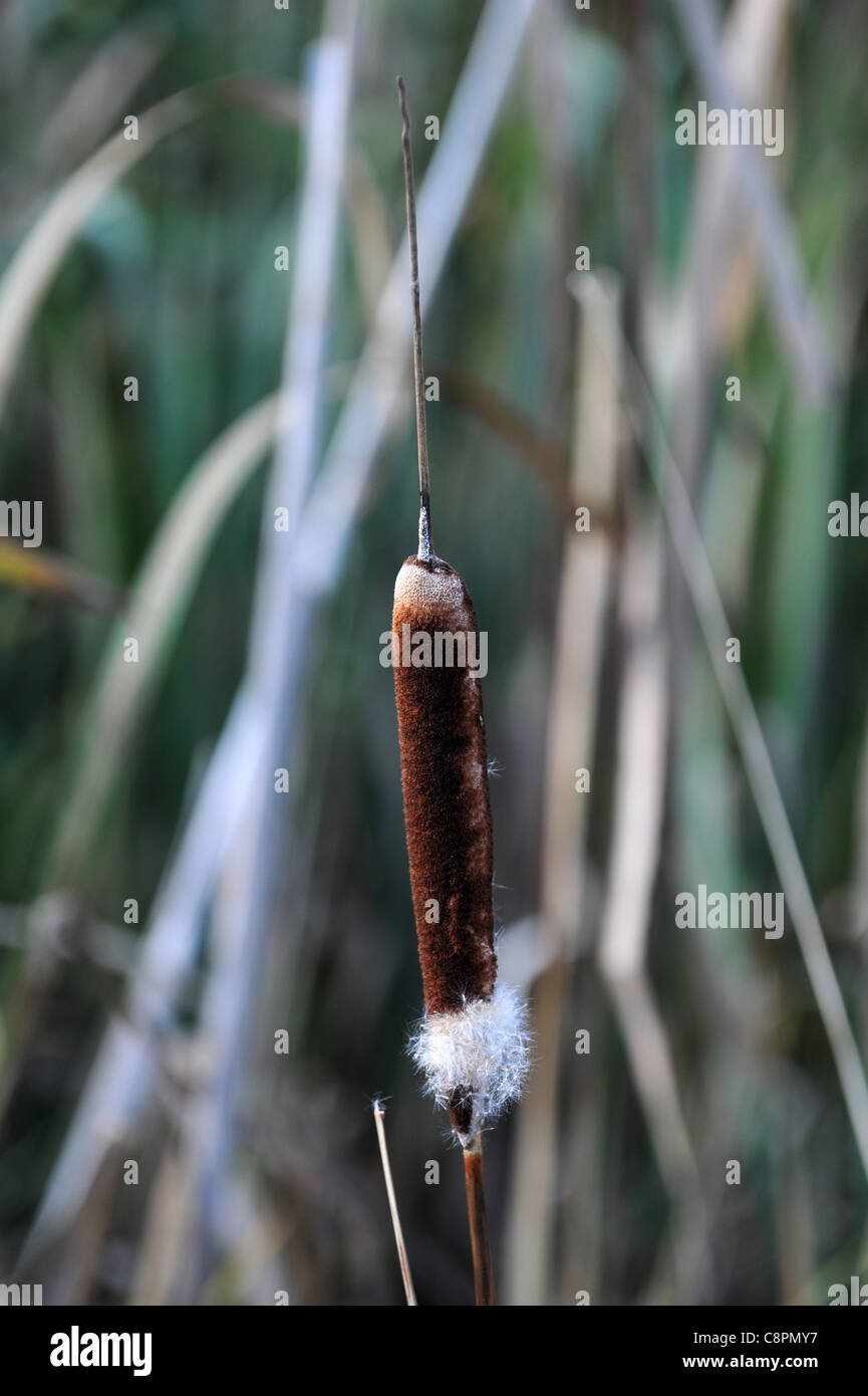 Common bullrush hi-res stock photography and images - Alamy