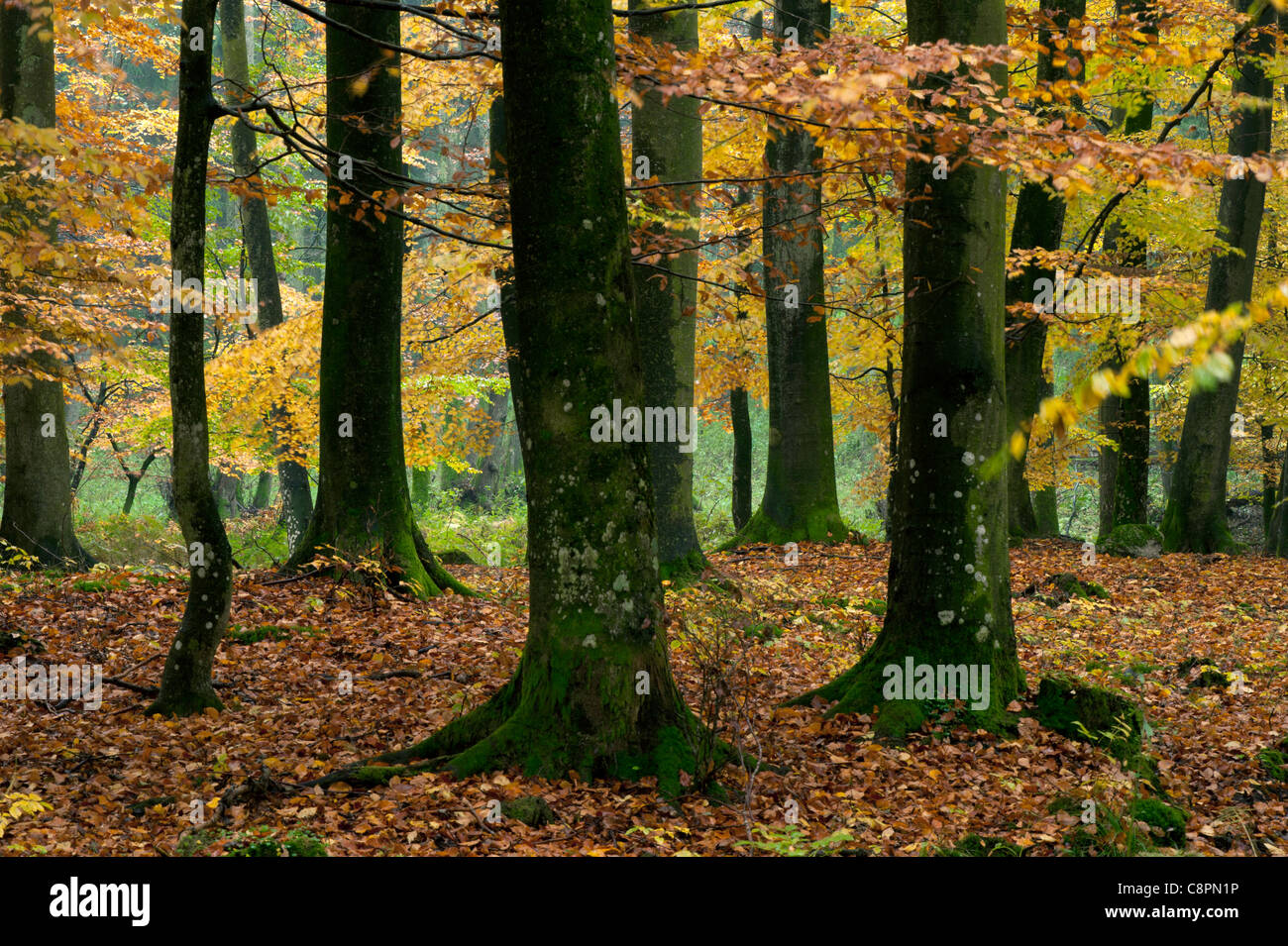 Heavy trunks in a beech forest rich in autumn colour Stock Photo - Alamy