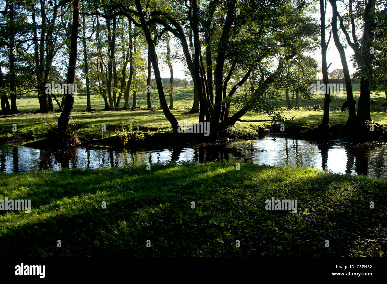 Alder Tree River Stock Photos & Alder Tree River Stock Images - Alamy