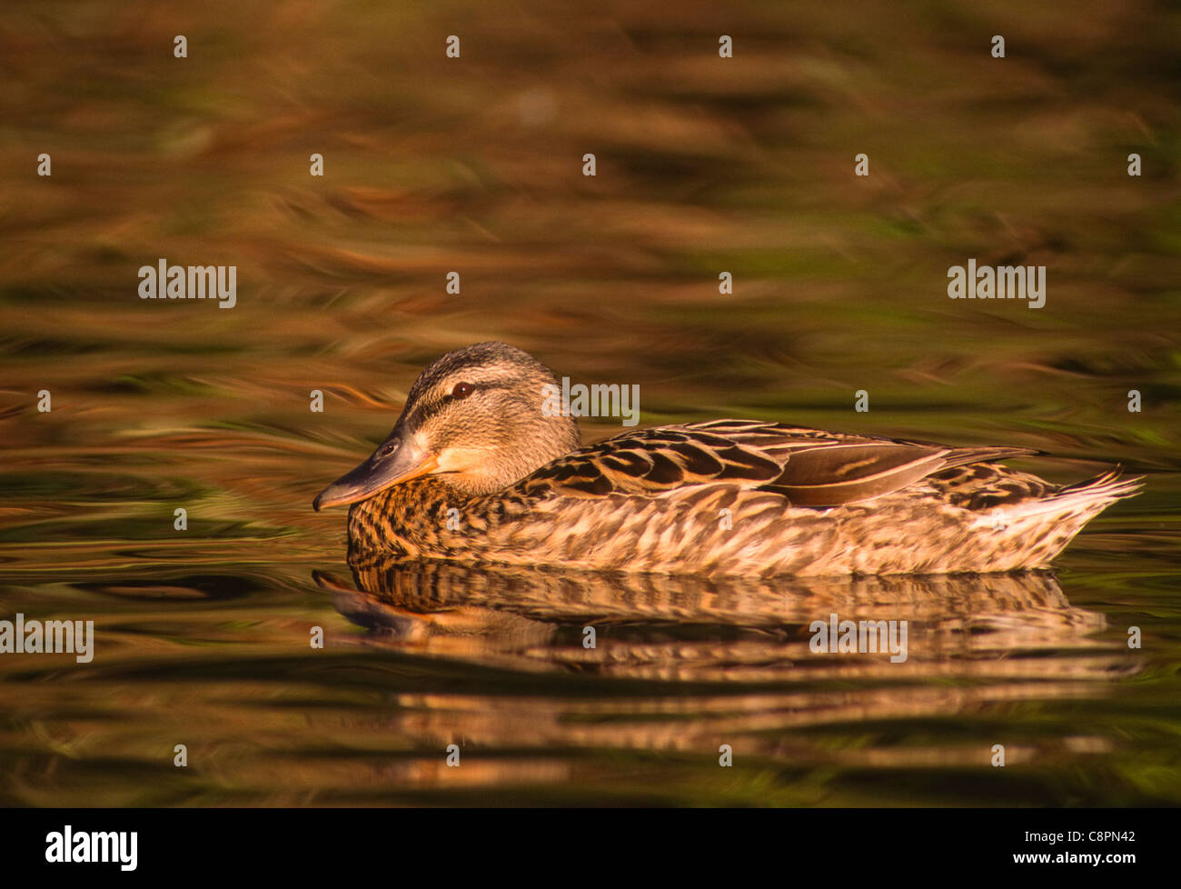 MALLARD (Anas platyrhynchos) female on pond, western Oregon, USA Stock ...
