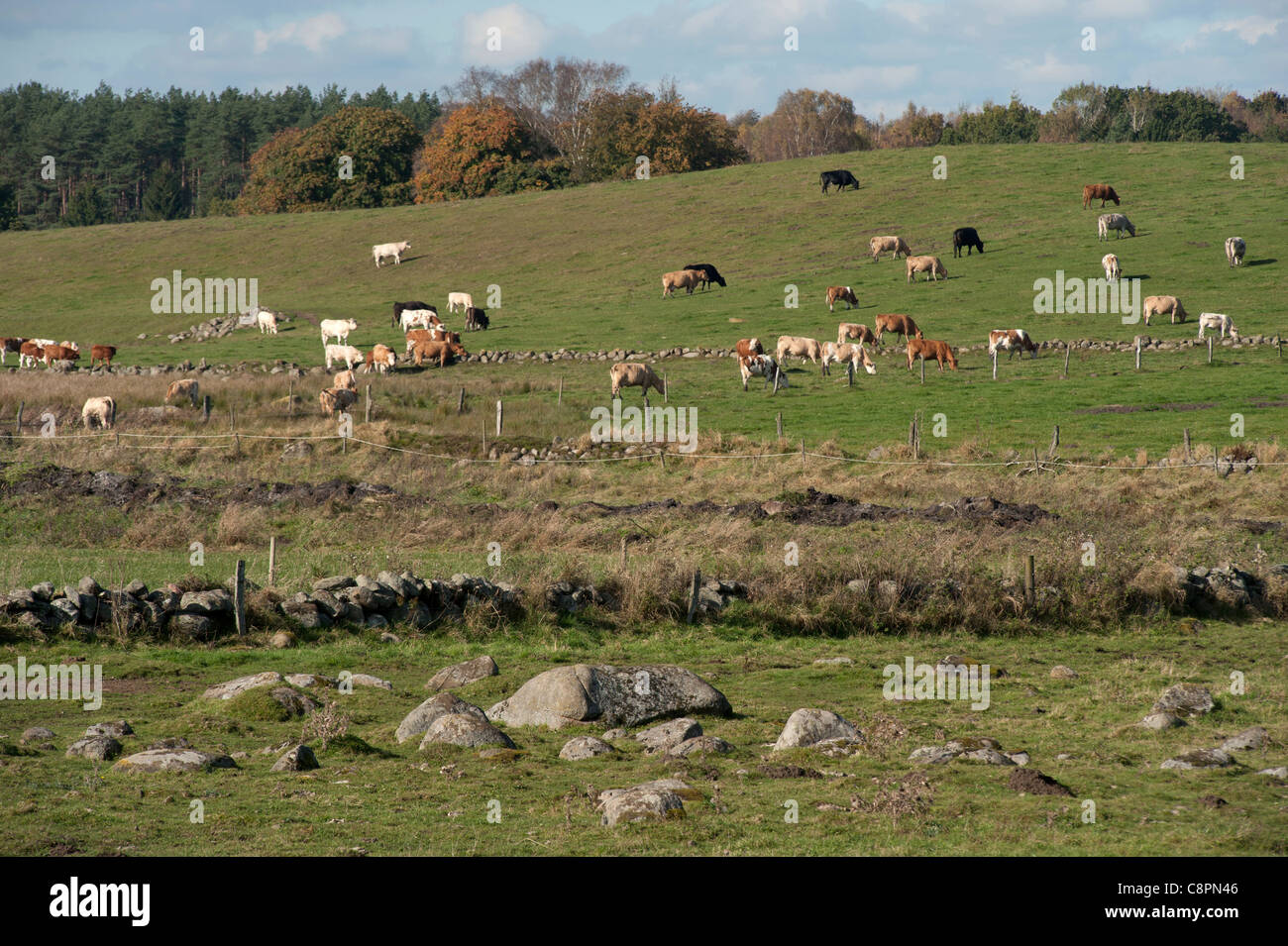 Grazing cattle behind stone walls and fences Stock Photo - Alamy