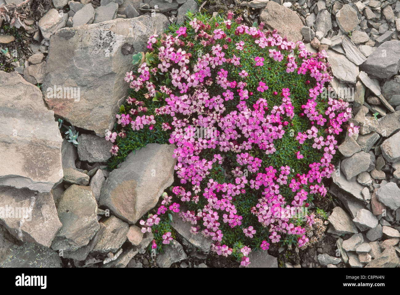 SPREADING PHLOX (Phlox diffusa) in bloom, Jasper National Park, Canada ...