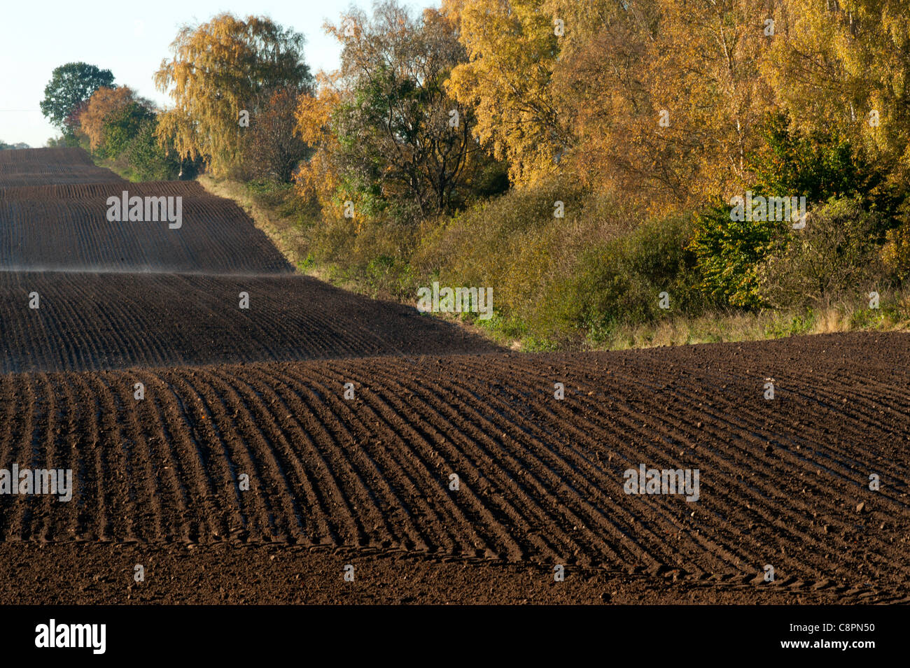 Colourful trees and bushes along a newly harrowed field Stock Photo - Alamy