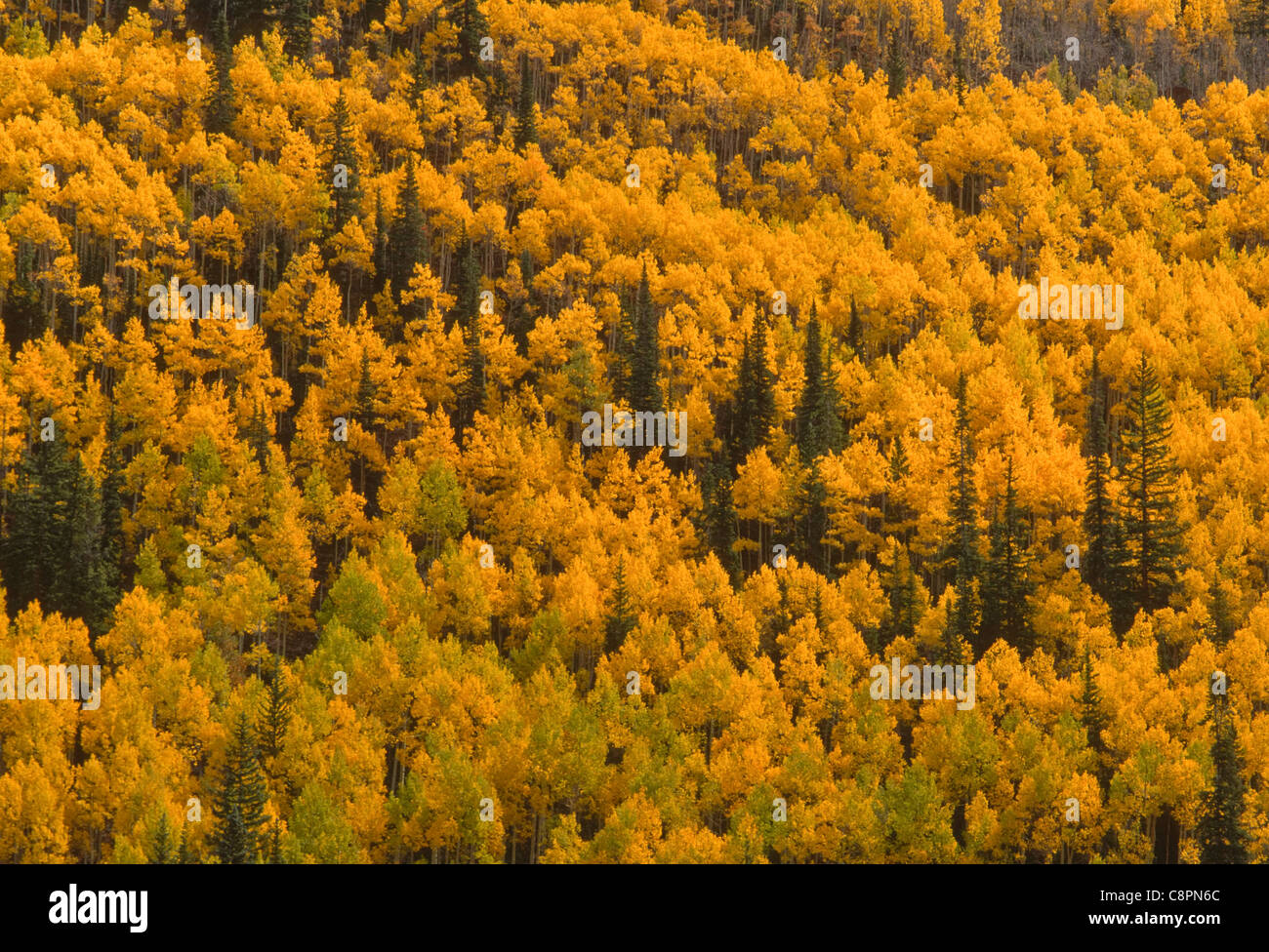 Fall-colored aspen mix with conifers, near Ironton, Uncompahgre ...