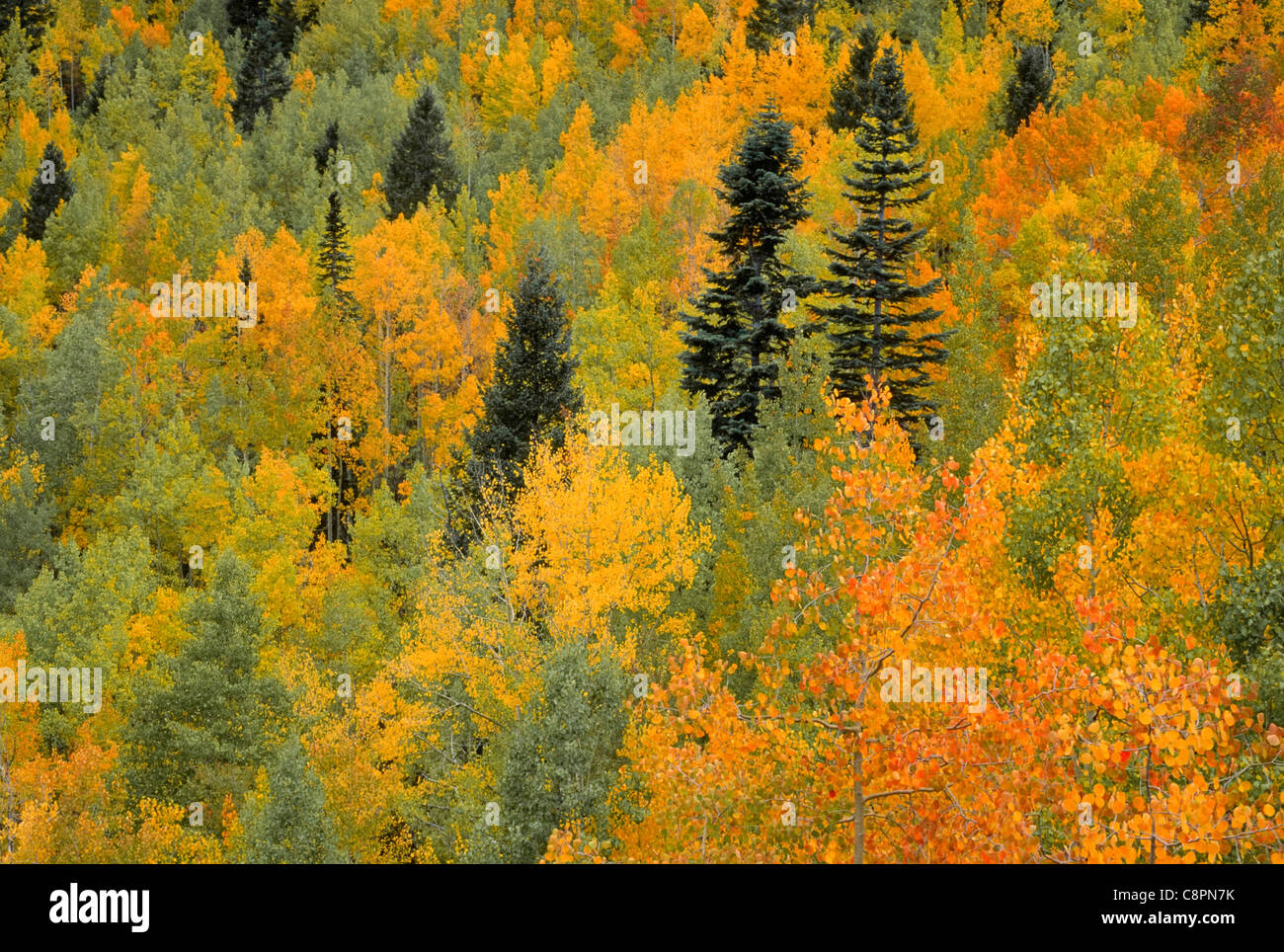 Fall mix of quaking aspen (Populus tremuloides) and conifers, near Lime ...