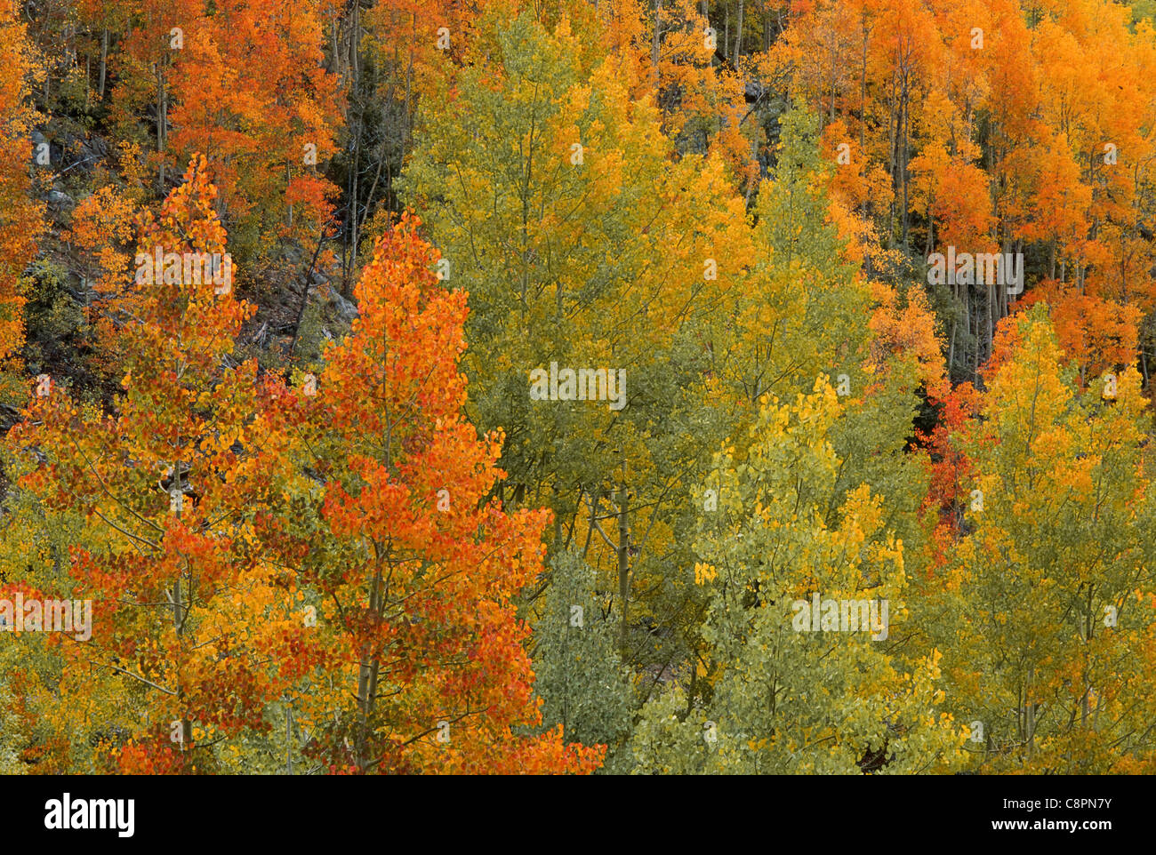 Quaking aspen fall leaf hi-res stock photography and images - Alamy