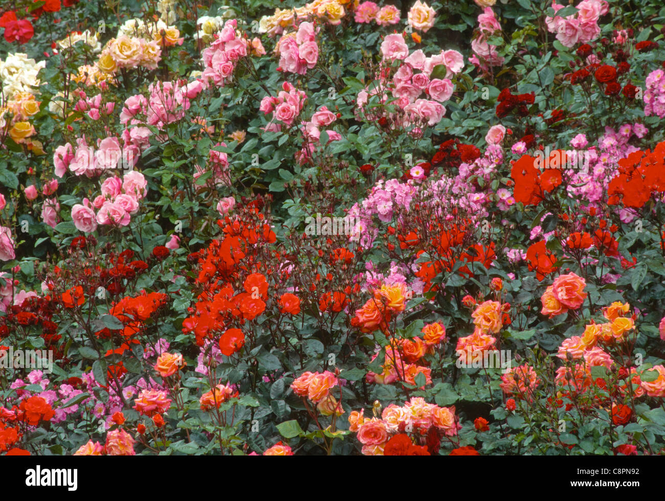 Portland shrub rose hi-res stock photography and images - Alamy