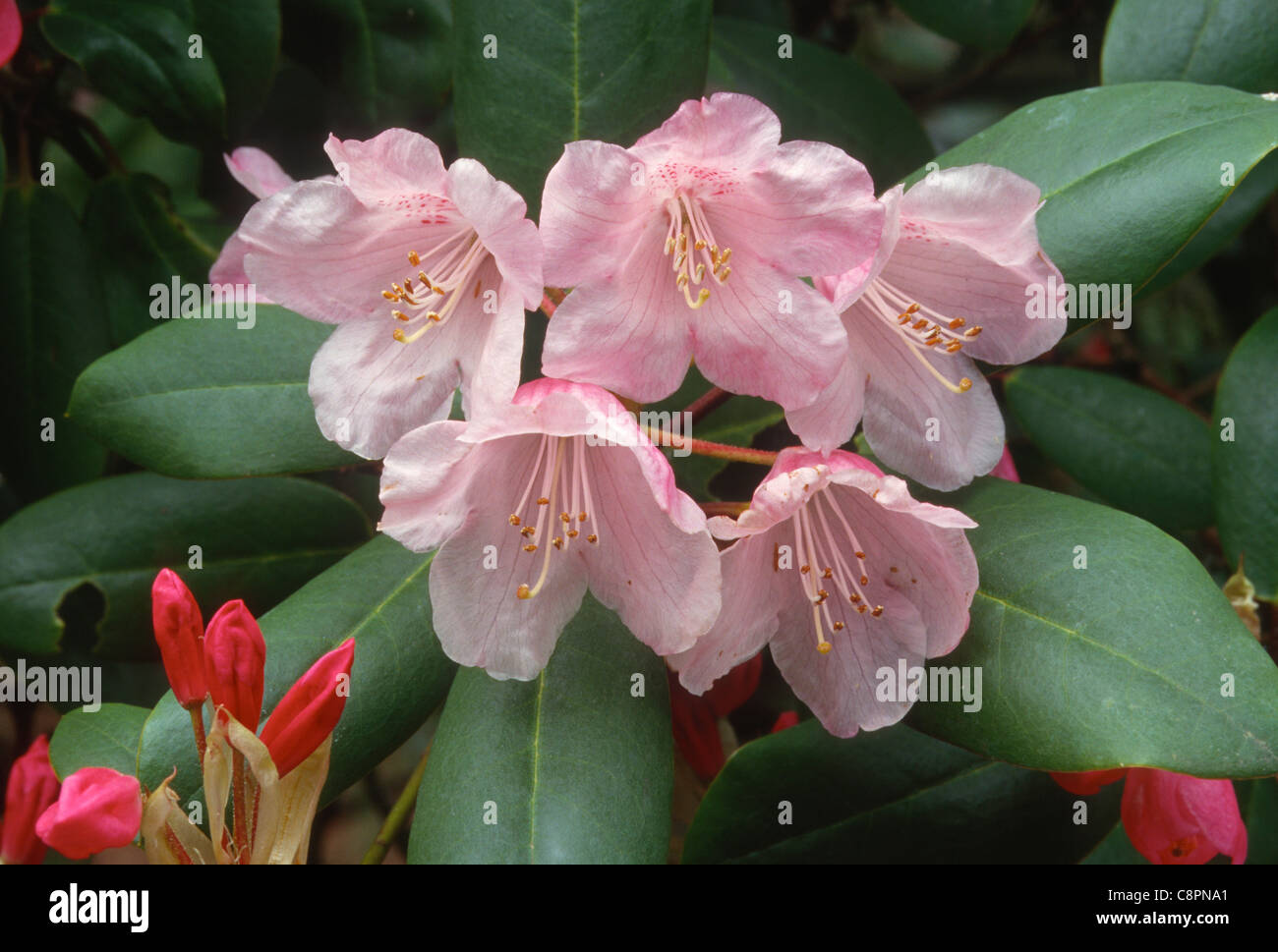 RHODODENDRON (Rhododendron spp.) in bloom, cultivated, Crystal Springs ...