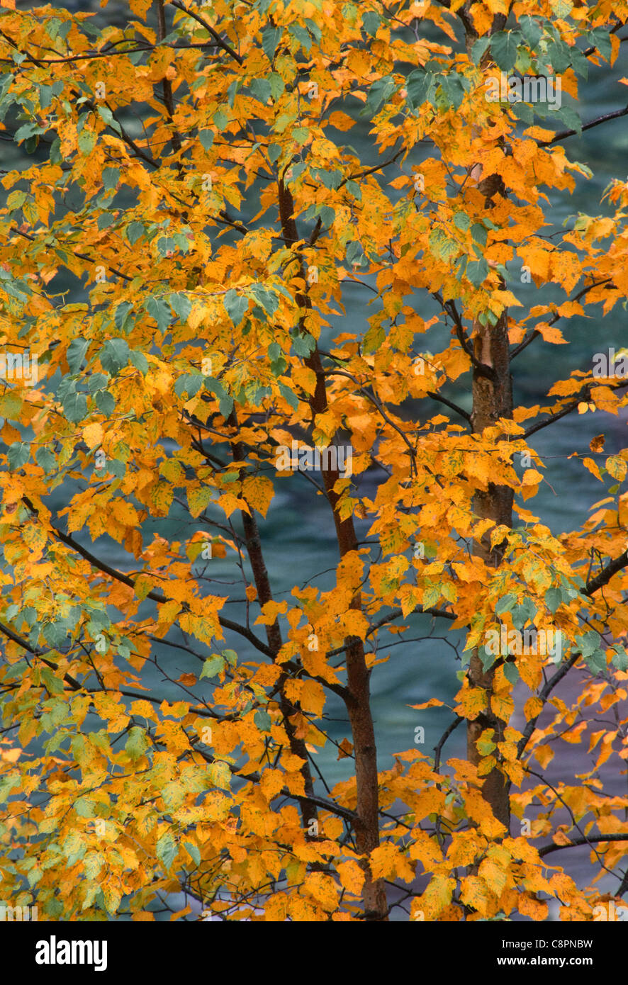 Betula papyrifera paper birch hi-res stock photography and images - Alamy