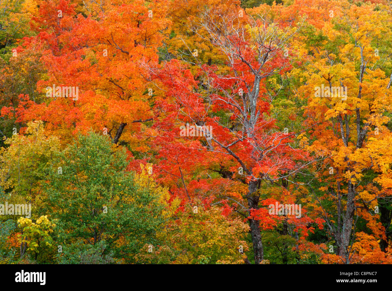 Autumn color of sugar maple stands out in northern hardwood forest ...