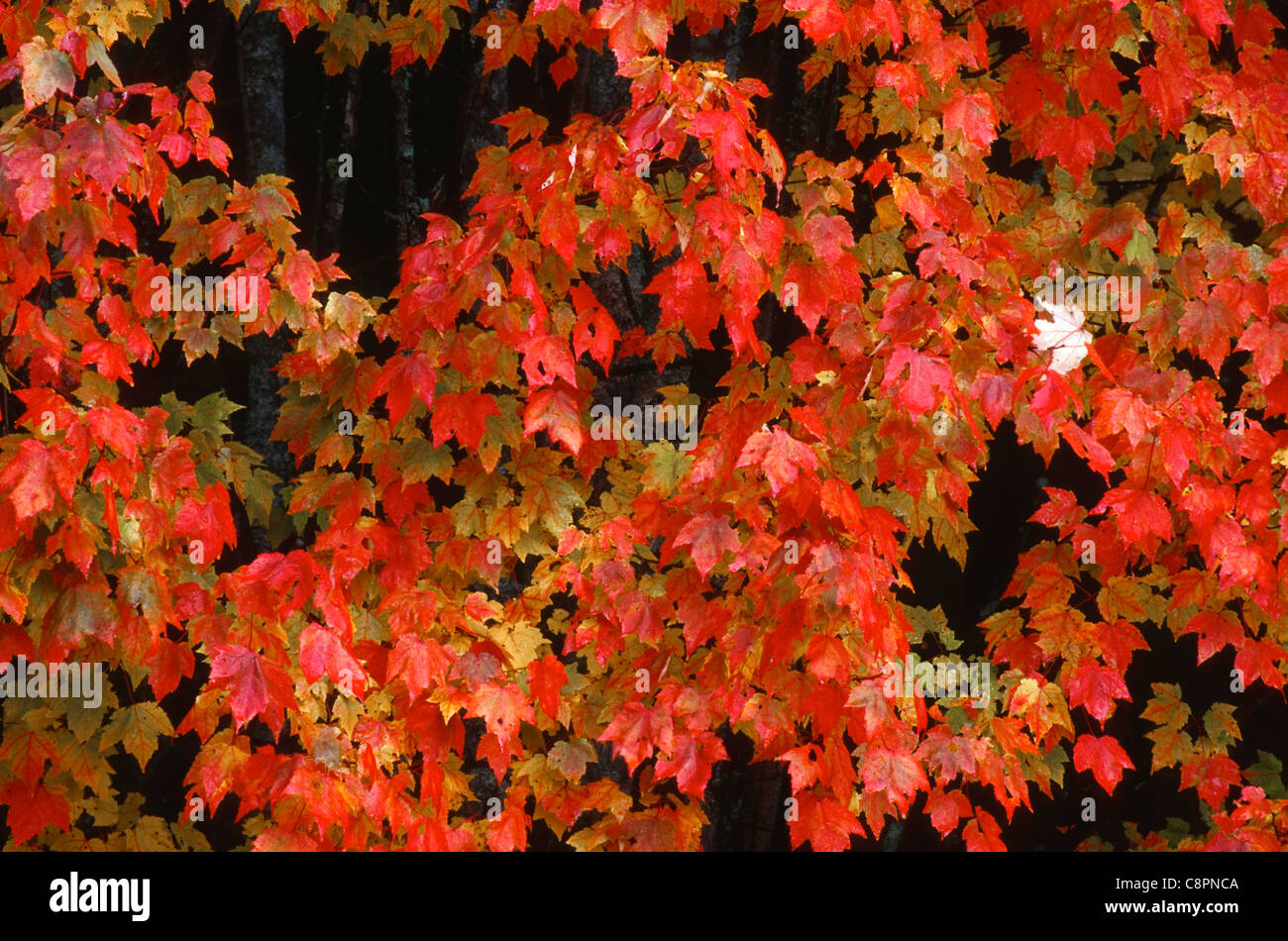 Northern hardwoods hi-res stock photography and images - Alamy