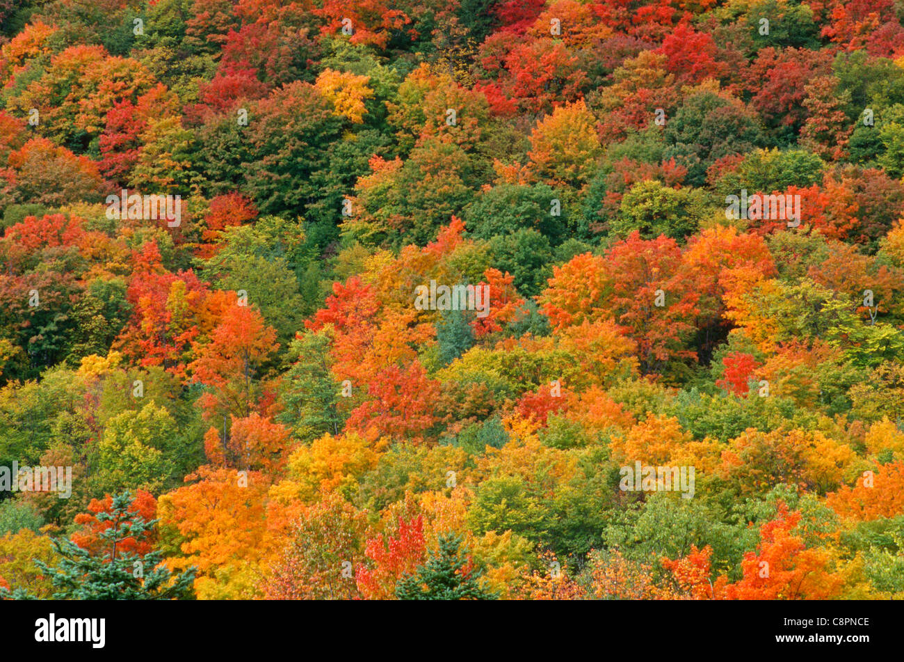 Autumn color of sugar maple stands out in northern hardwood forest ...
