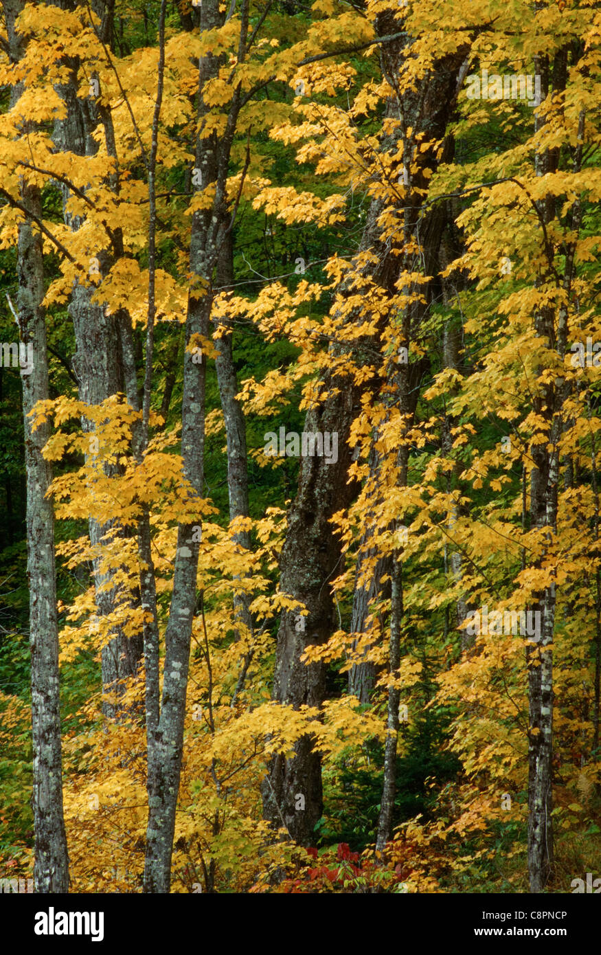 Sugar maple displays fall color in northern hardwood forest, White ...