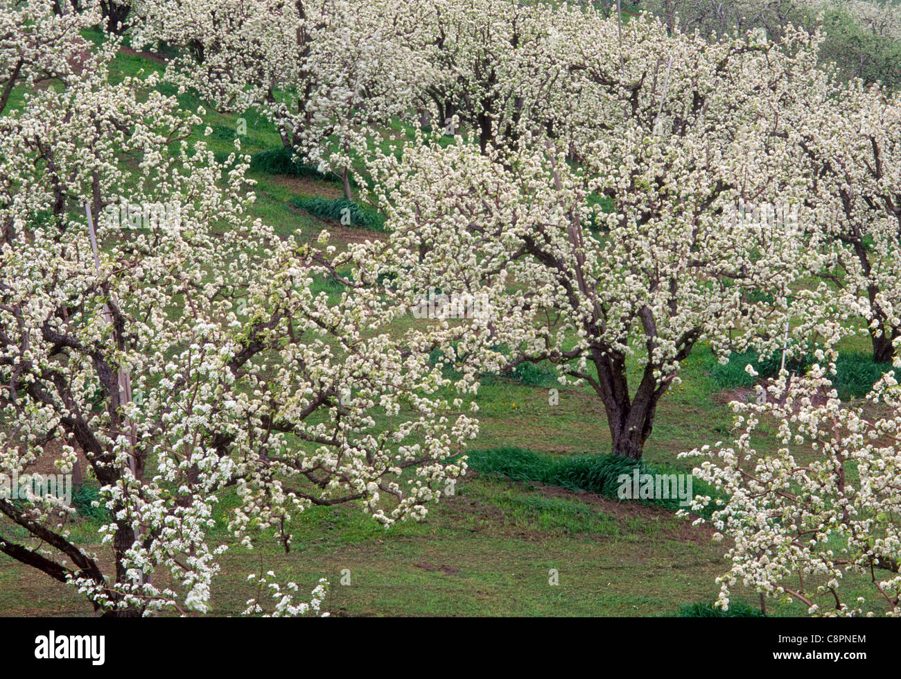 Pear (Pyrus spp.) orchard in bloom, Hood River Valley, northern Oregon ...