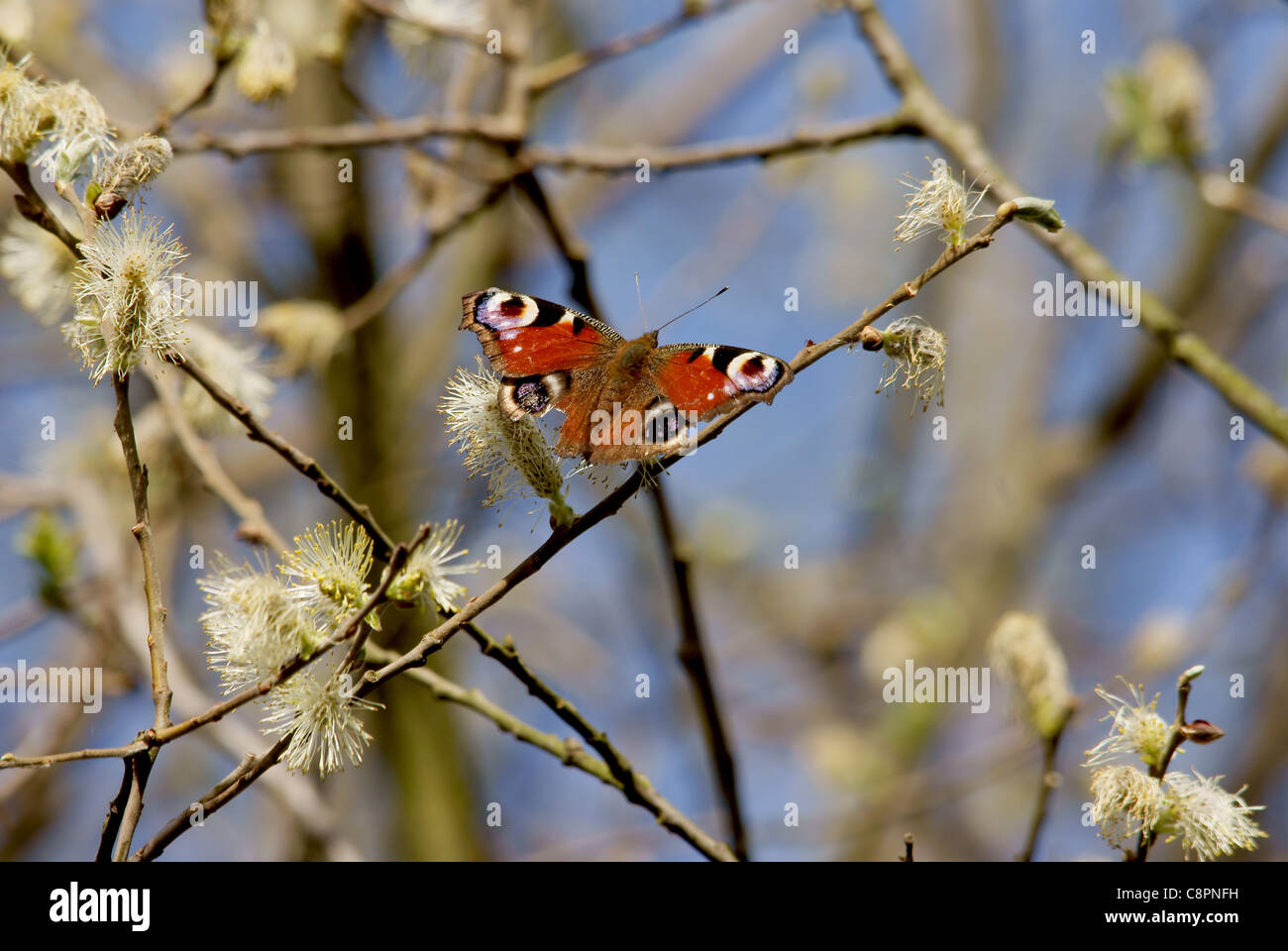 Grey winged butterfly hi-res stock photography and images - Alamy