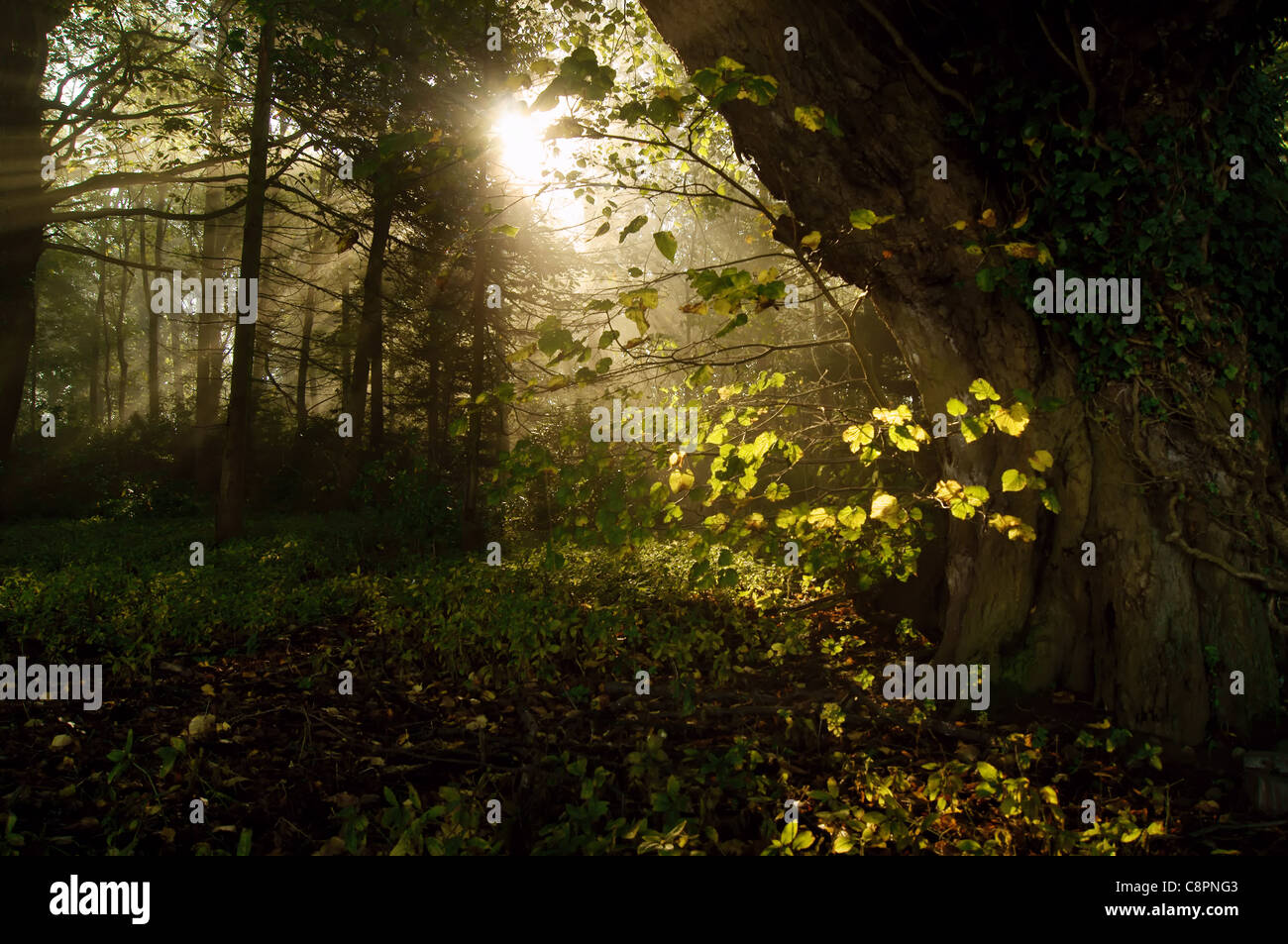 Sun rays on an Autumn morning Stock Photo - Alamy