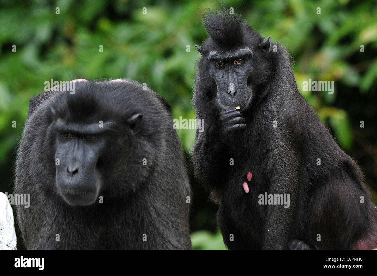 Black macaques hi-res stock photography and images - Alamy