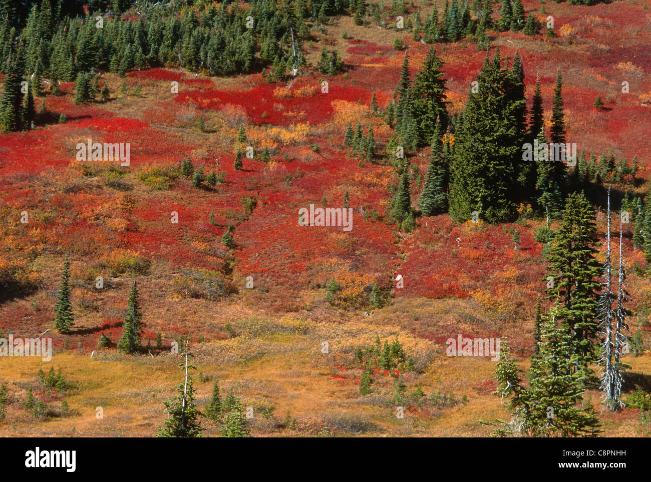 Fall-colored huckleberry and conifers, Edith Basin, Mt. Rainier ...
