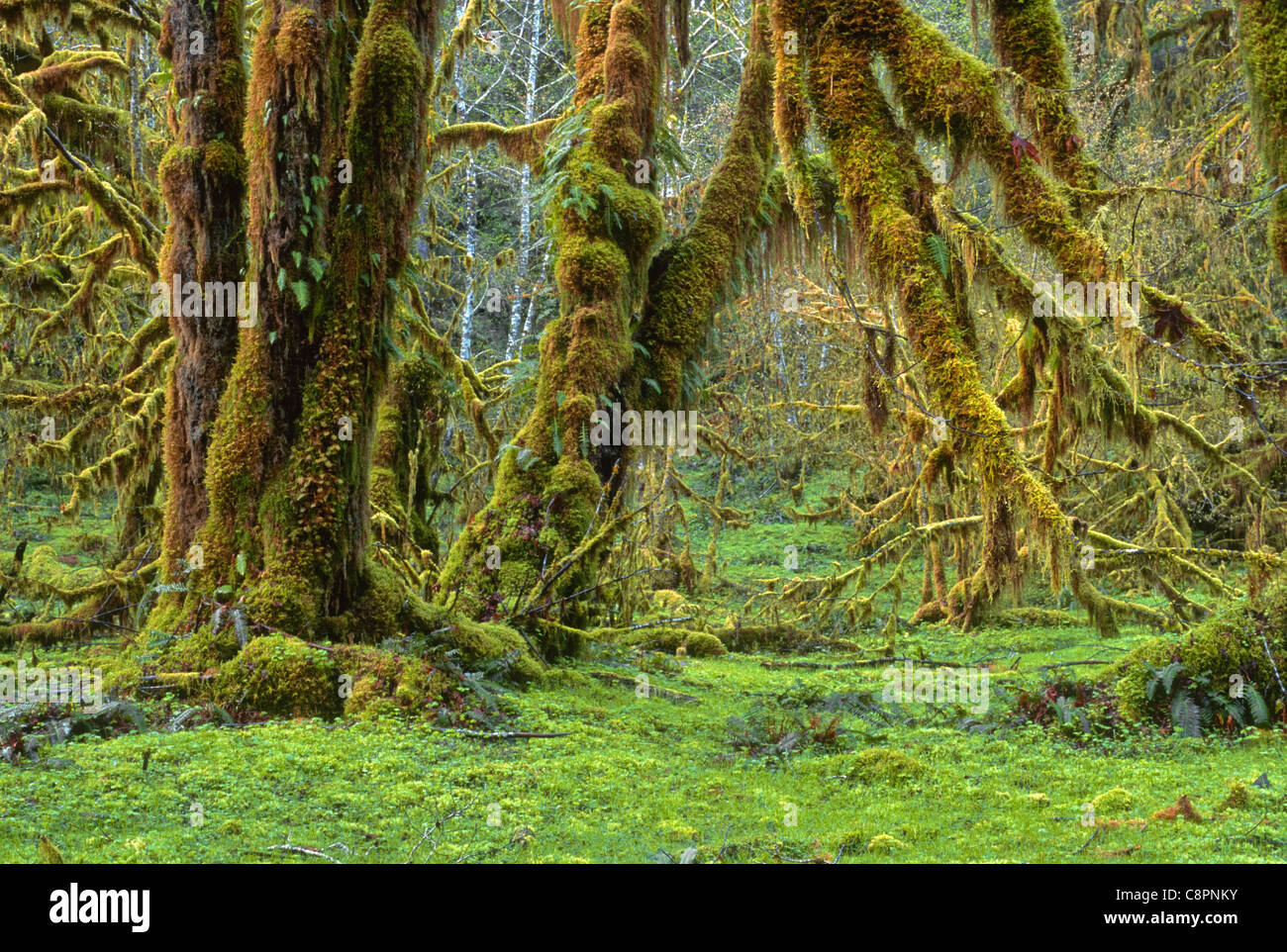Bigleaf Maple (Acer macrophyllum) with epiphytic moss to in spring ...