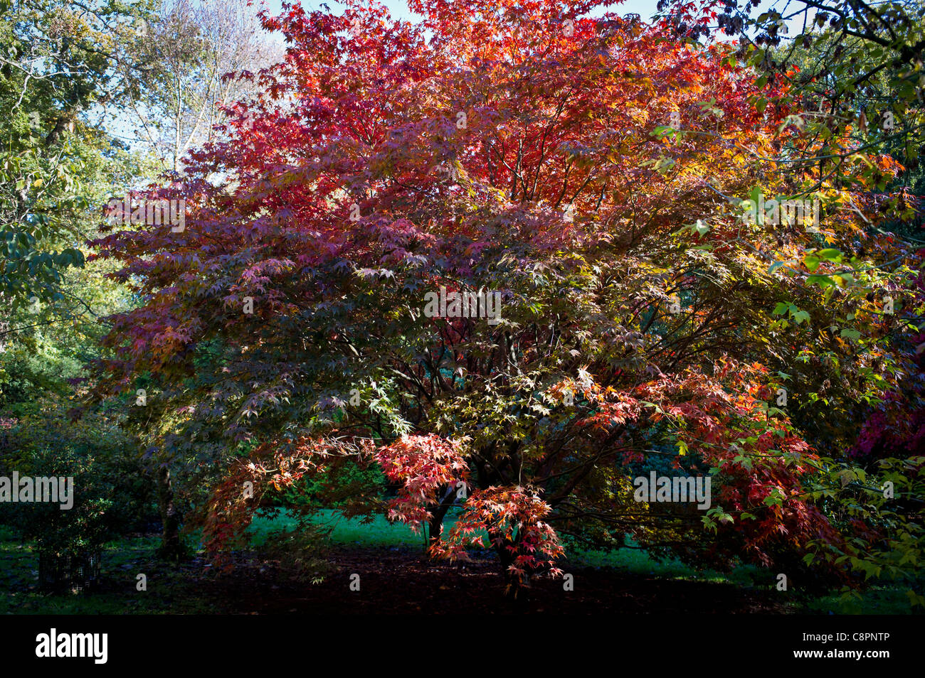 Autumn fall colours Stock Photo - Alamy