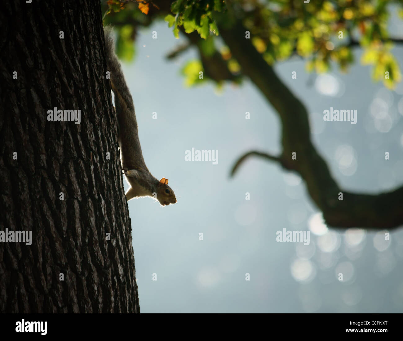 Squirrel watching me hi-res stock photography and images - Alamy