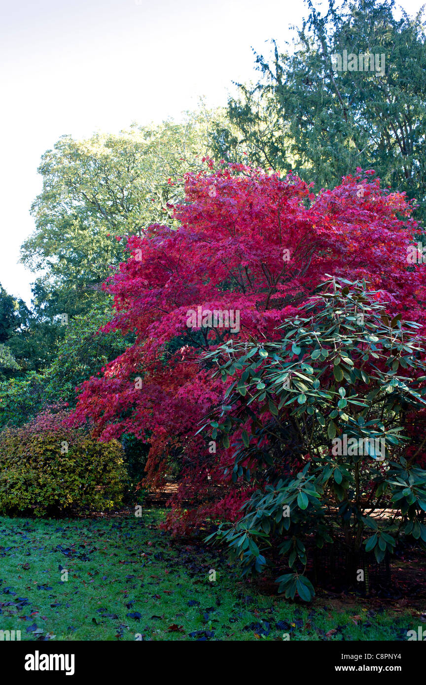 Beauty seen in an autumn garden with maple tree Stock Photo - Alamy