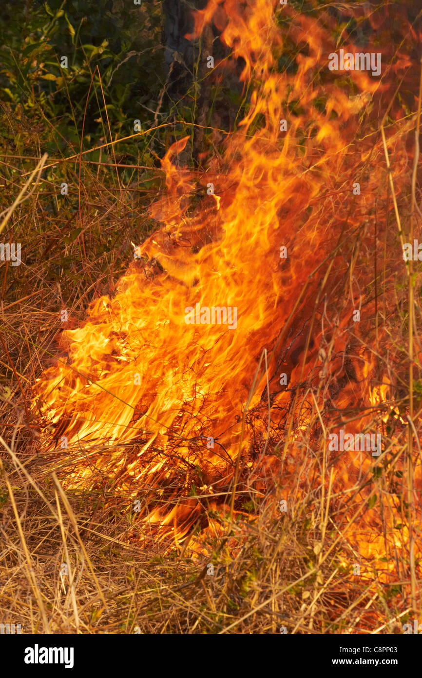 Wildfire Wildfires Wild Bush Fire Fires High Resolution Stock ...