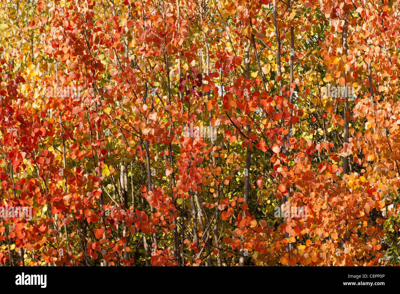 Dropping trees hi-res stock photography and images - Alamy