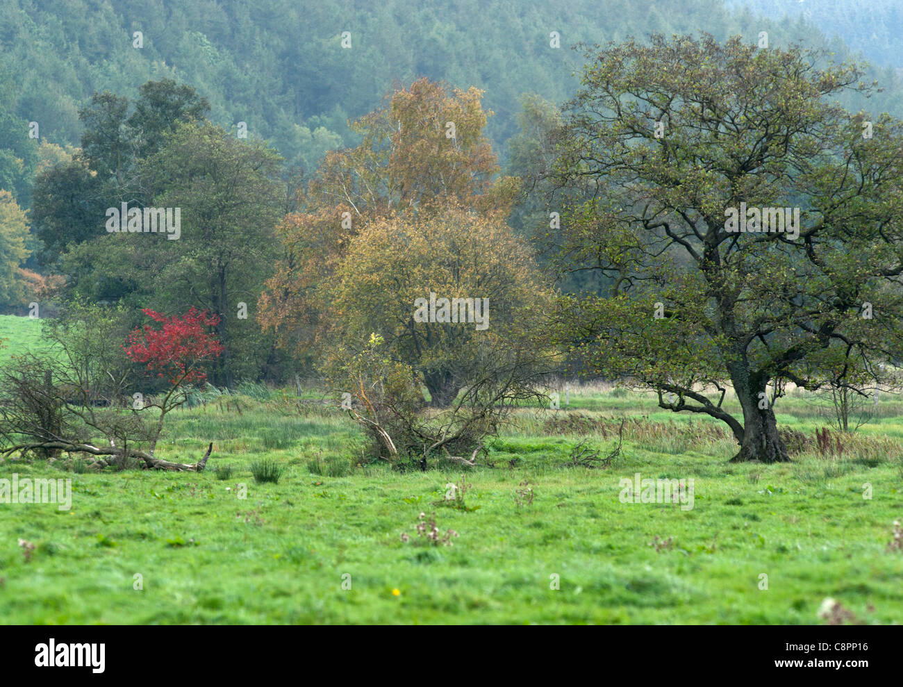 Trees and bushes in a damp meadow Stock Photo - Alamy
