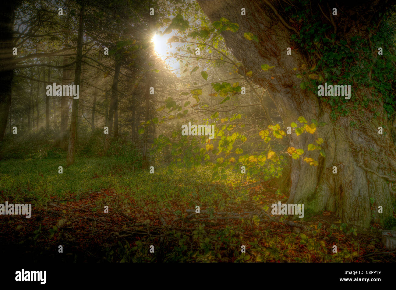High Dynamic Range photo of Sun rays on an Autumn morning Stock Photo ...