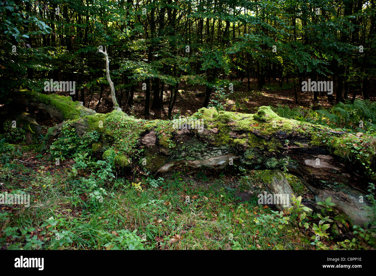 Mossy fallen tree in hi-res stock photography and images - Alamy