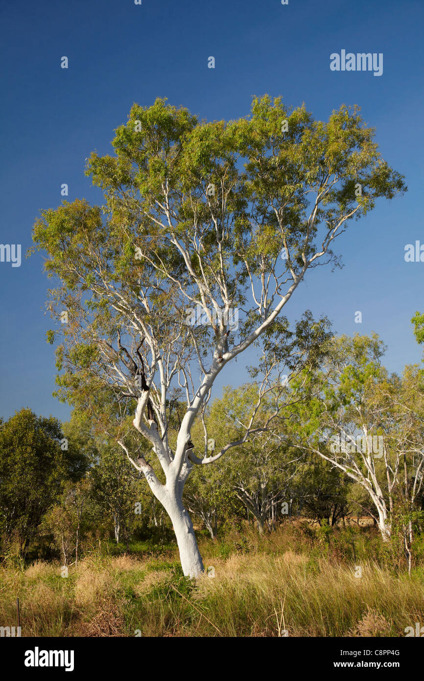 Tall gum eucalyptus trees hi-res stock photography and images - Alamy