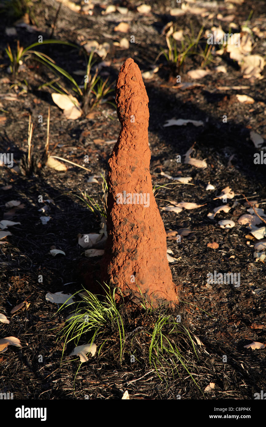 Cathedral termite mounds hi-res stock photography and images - Alamy