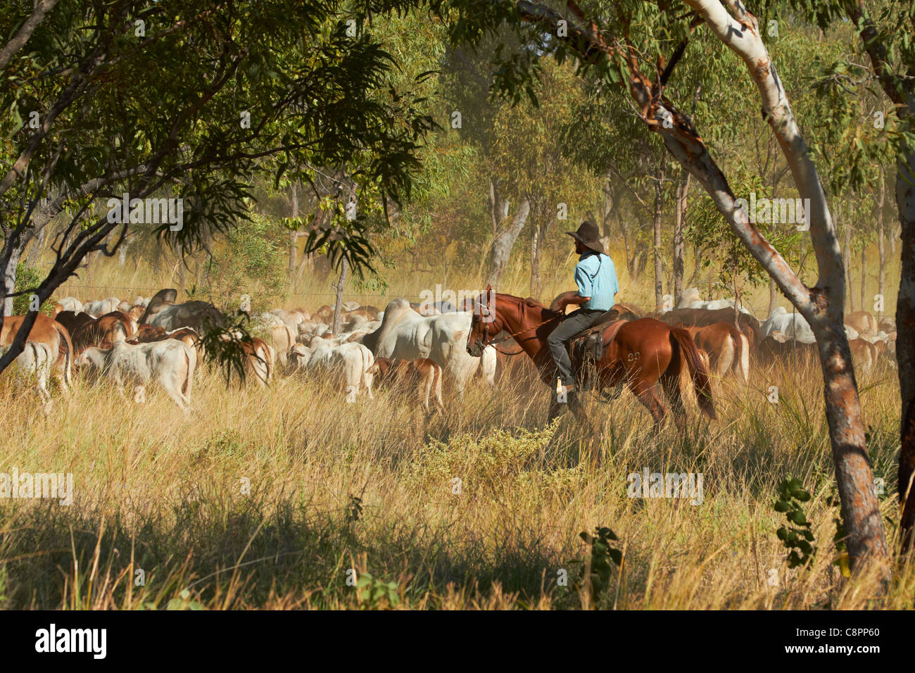 Cattle muster outback hi-res stock photography and images - Alamy
