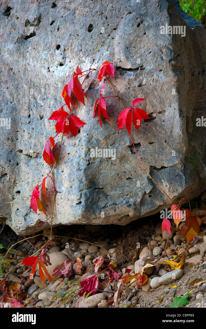 Ivy change hi-res stock photography and images - Alamy