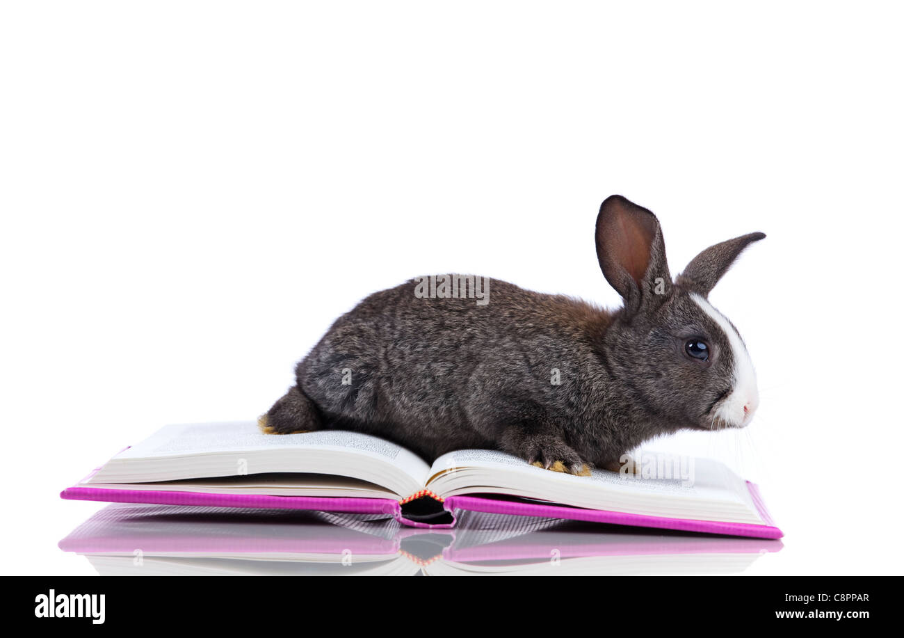 Rabbit reading a book hi-res stock photography and images - Alamy