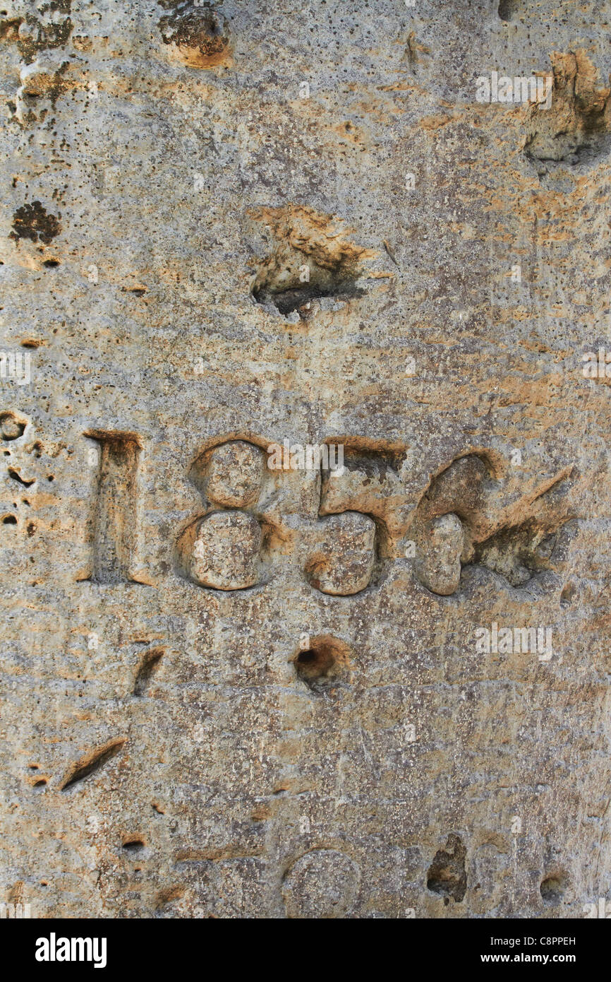 Gregory's Tree, marked 2nd July 1856 by Augustus Charles Gregory ...