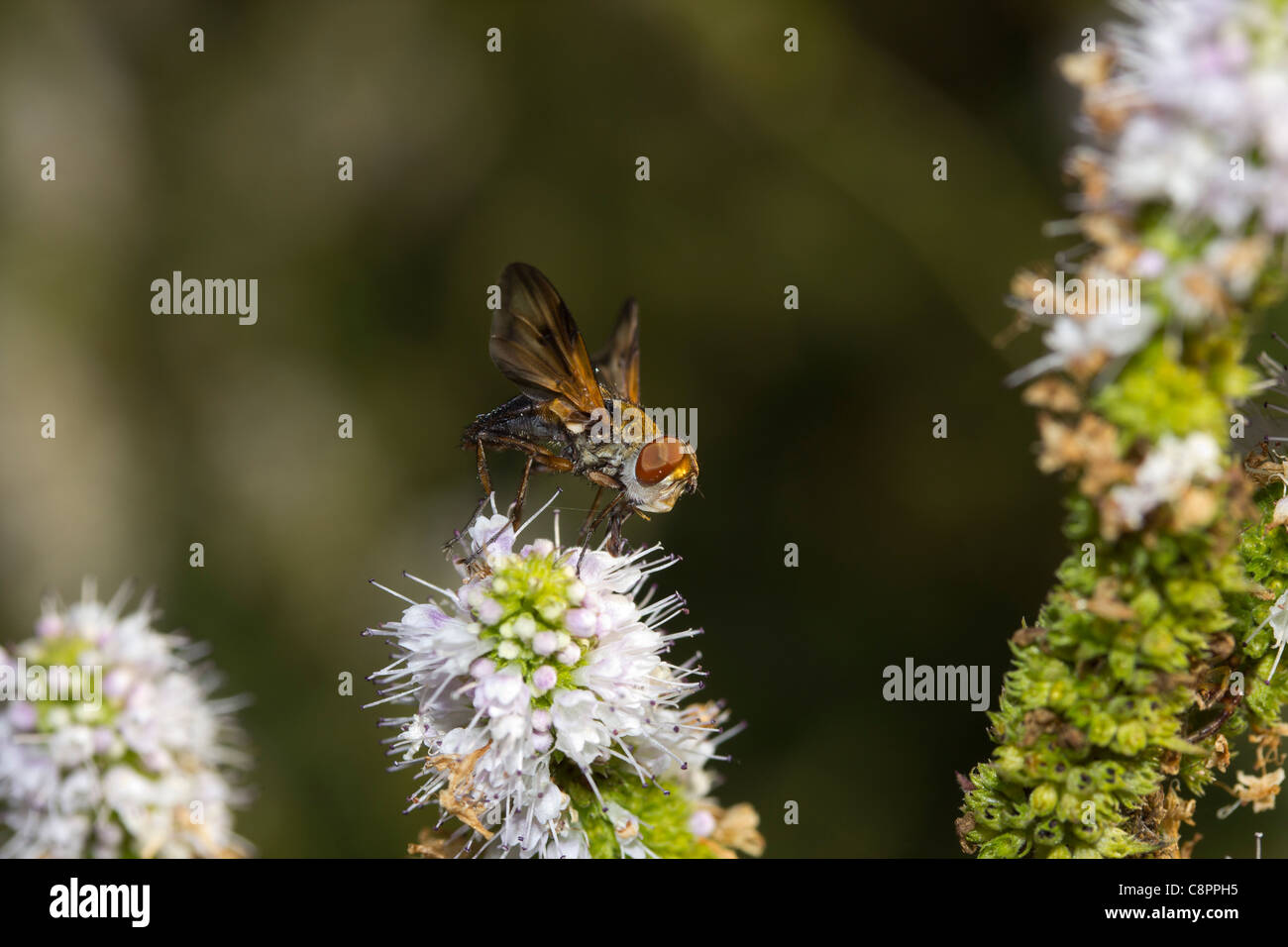 Mosca muscidae macro hi-res stock photography and images - Alamy