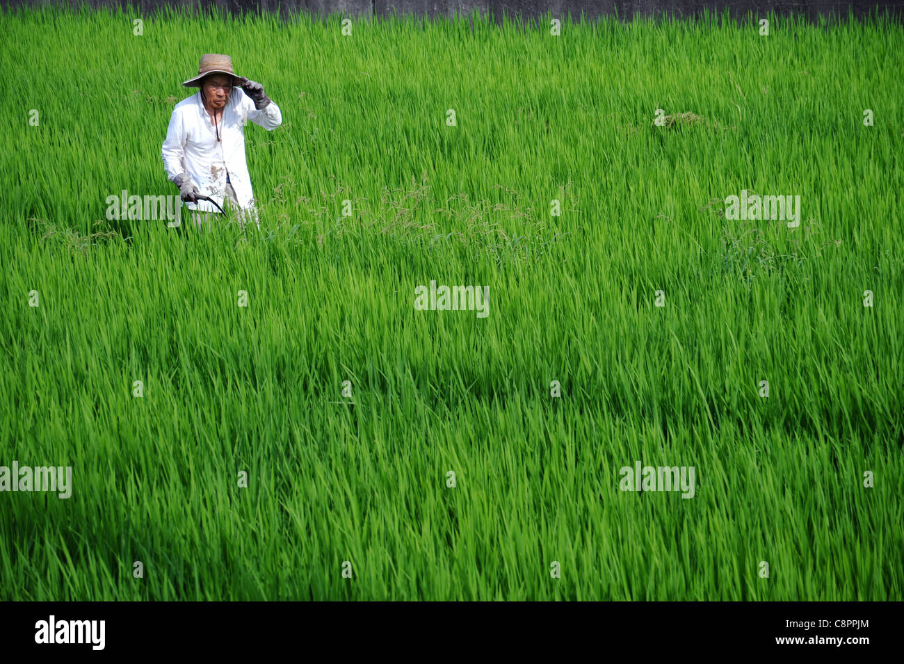 Vietnamese Rice Farmer Gif