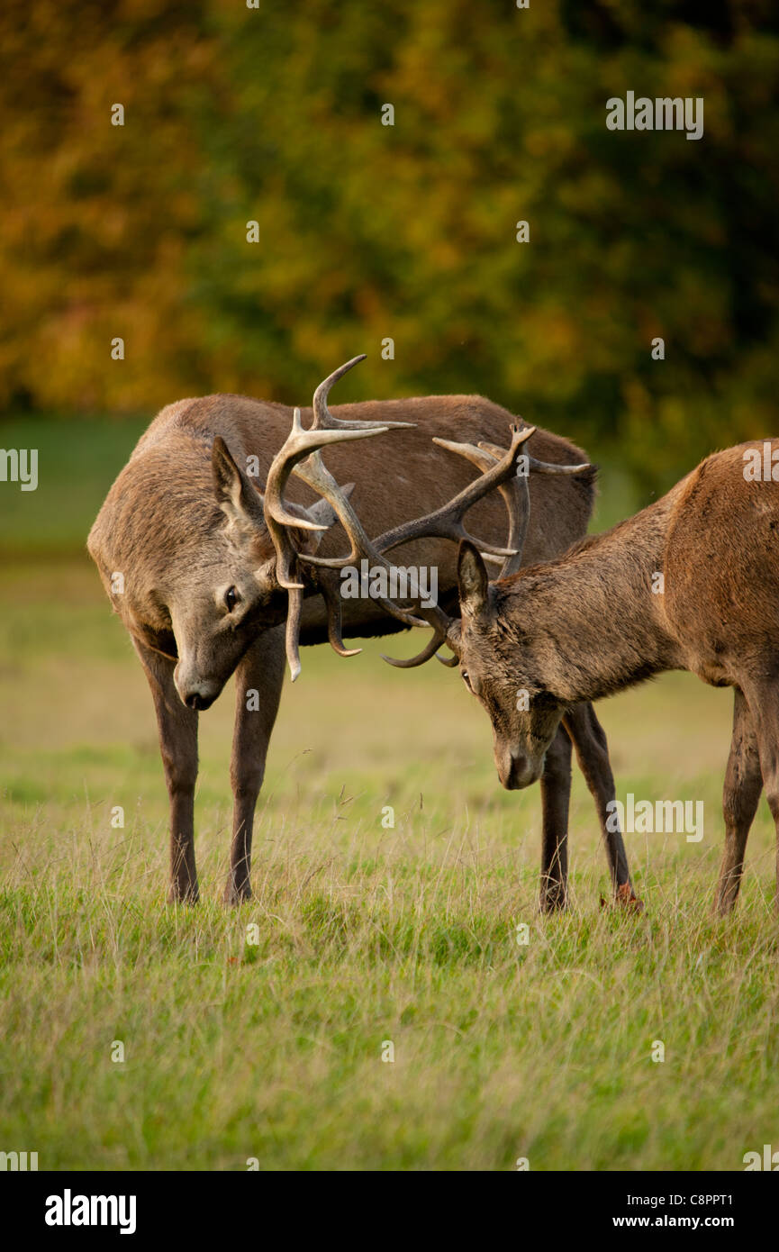 Young deer fighting hi-res stock photography and images - Alamy